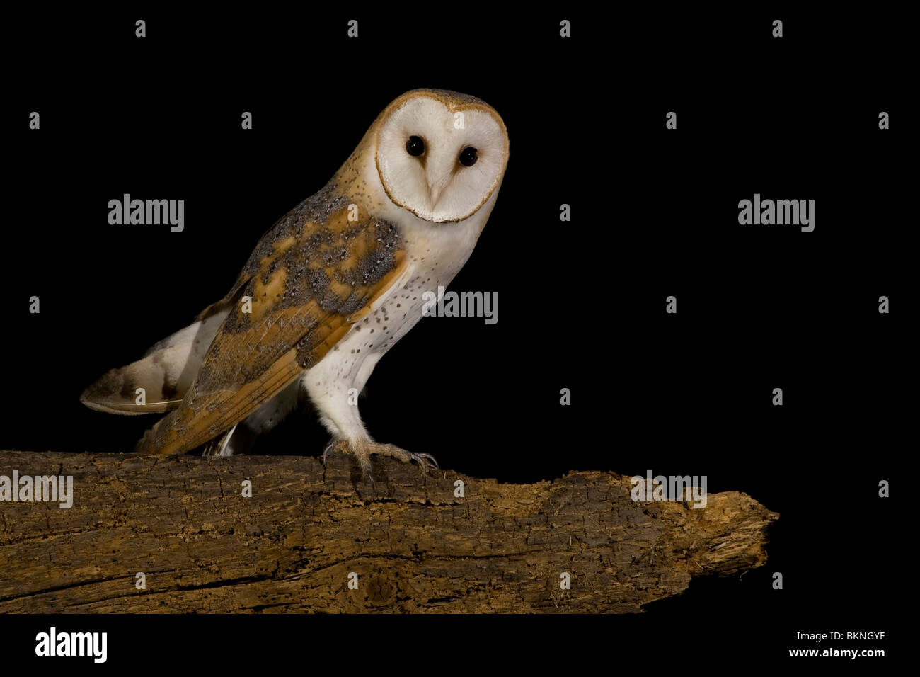 Kerkuil; Tyto alba; Barn Owl Stock Photo - Alamy