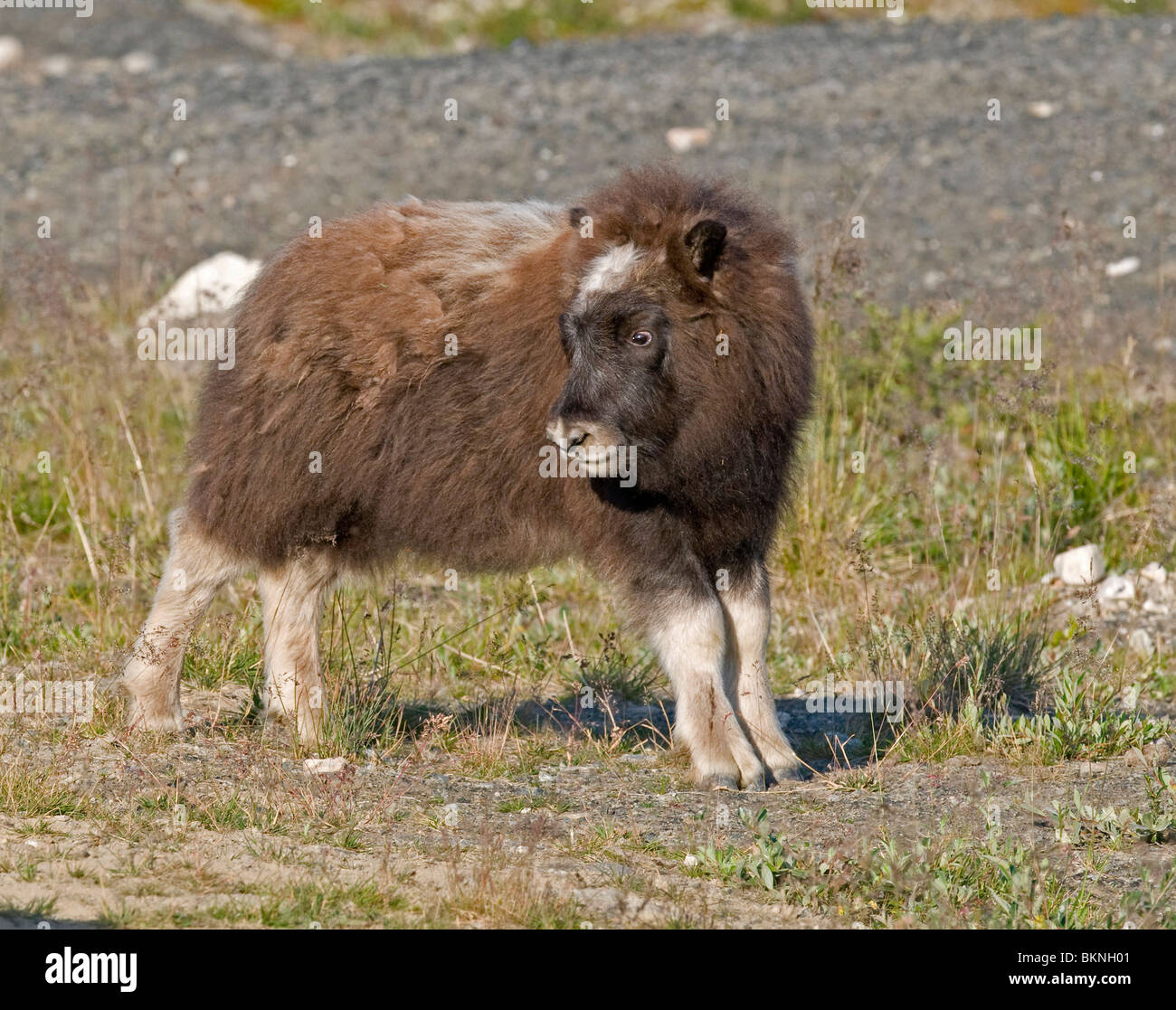 Muskusos op het gras;Musk Ox on the grass;Ovibos Moschatus Stock Photo ...