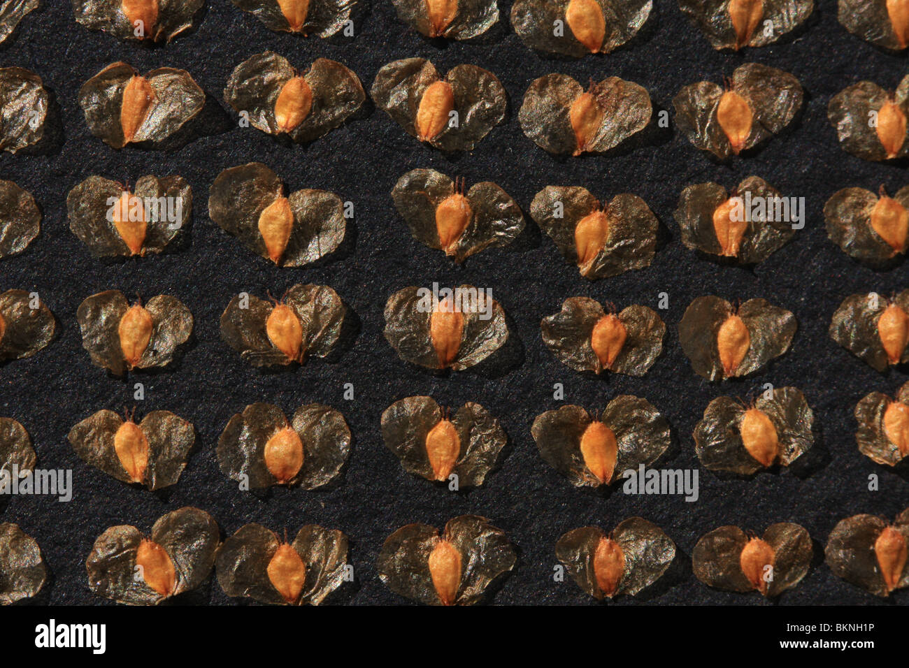 detail van zaden (nootjes met vleugels) van de Ruwe Berk Stock Photo ... detail van zaden (nootjes met vleugels) van de Ruwe Berk Stock Photo ...