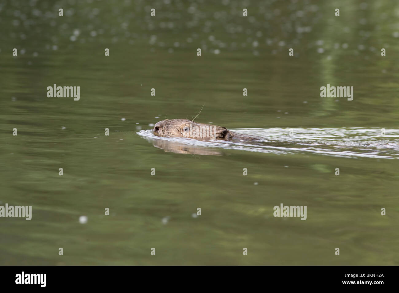Bever; European beaver; Castor filber Stock Photo - Alamy