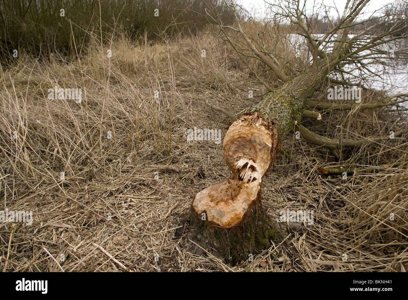 A European beaver gnawed at a tree Stock Photo - Alamy