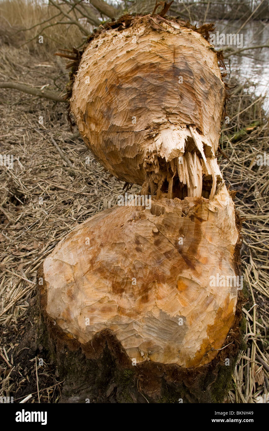 Van bever hi-res stock photography and images - Alamy