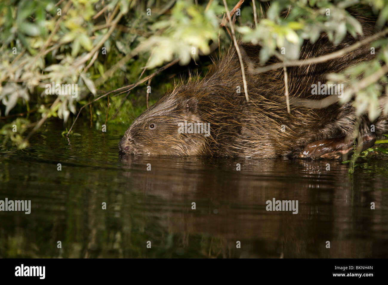 European bever hi-res stock photography and images - Alamy