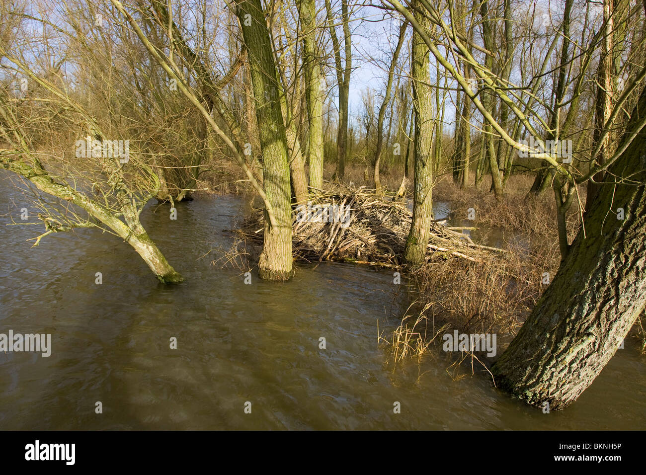 De Burcht van een bever Stock Photo - Alamy