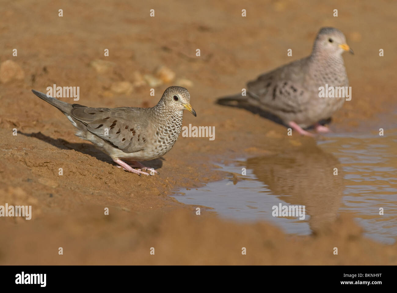 Common ground dove hi-res stock photography and images - Alamy