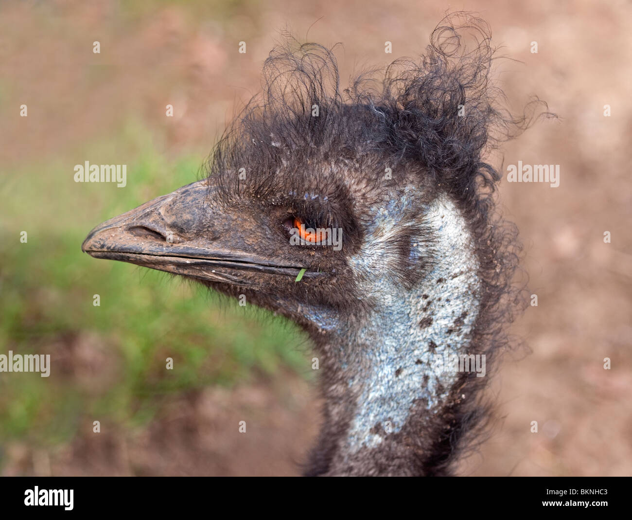 Emu head portrait hi-res stock photography and images - Alamy