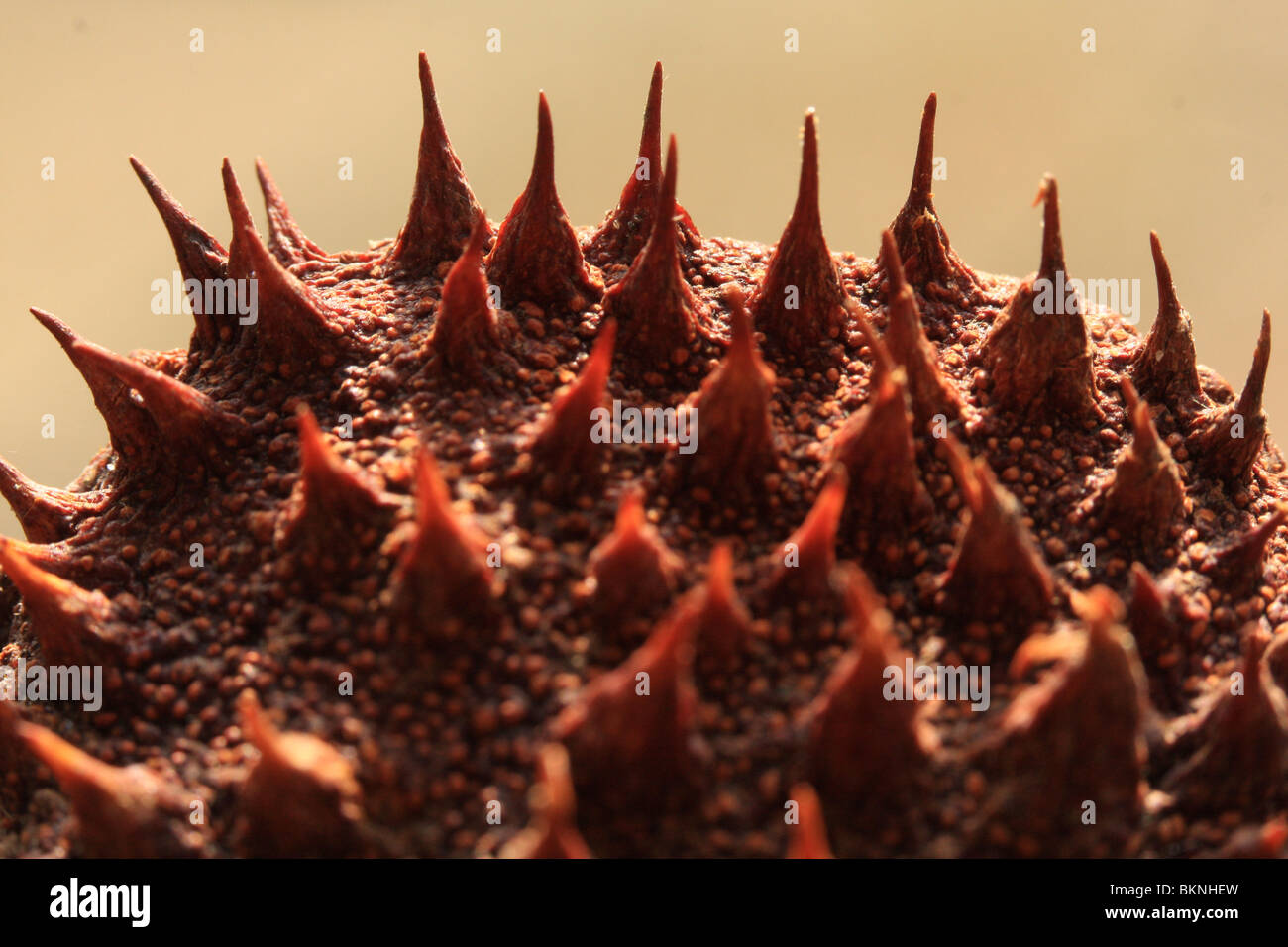 detail van bolster met stekels van vrucht van Witte Paardenkastanje ...