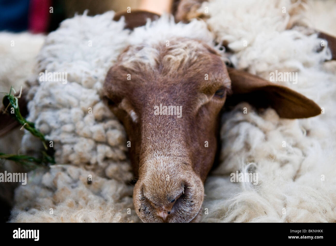 Sheep tied together in a colorful weekly market in Morocco Stock Photo ...