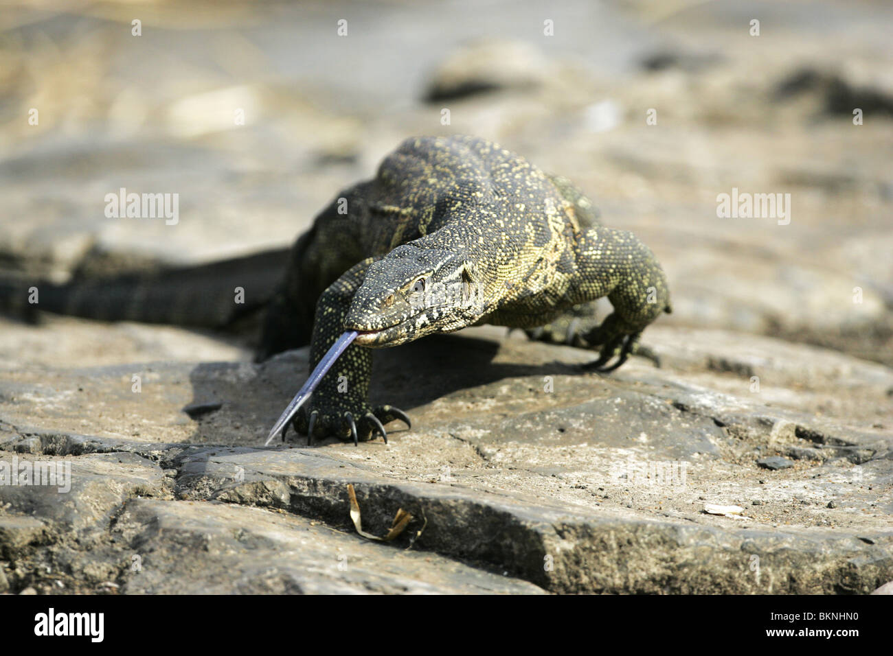 Monitor Lizard South Africa High Resolution Stock Photography and ...