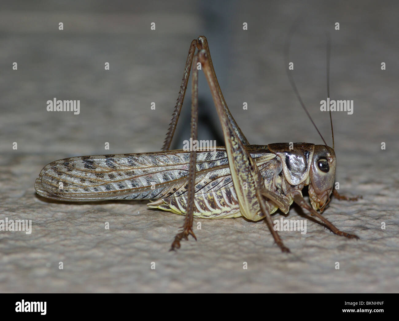 The Migratory locust is one of the largest grasshoppers in Europe Stock ...