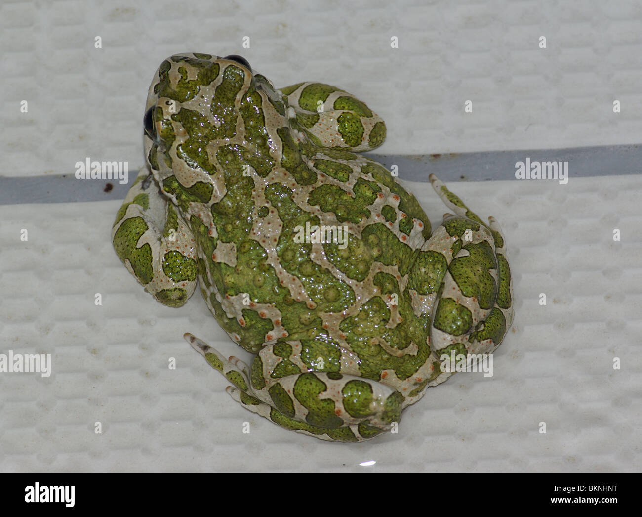 Groene pad met onregelmatige donkergroene vlekken op hele lijfje Stock ...