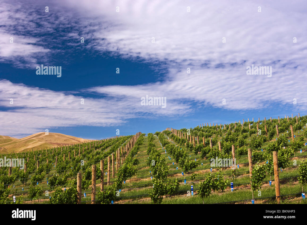 Vines vineyard slope hillside hi-res stock photography and images - Alamy