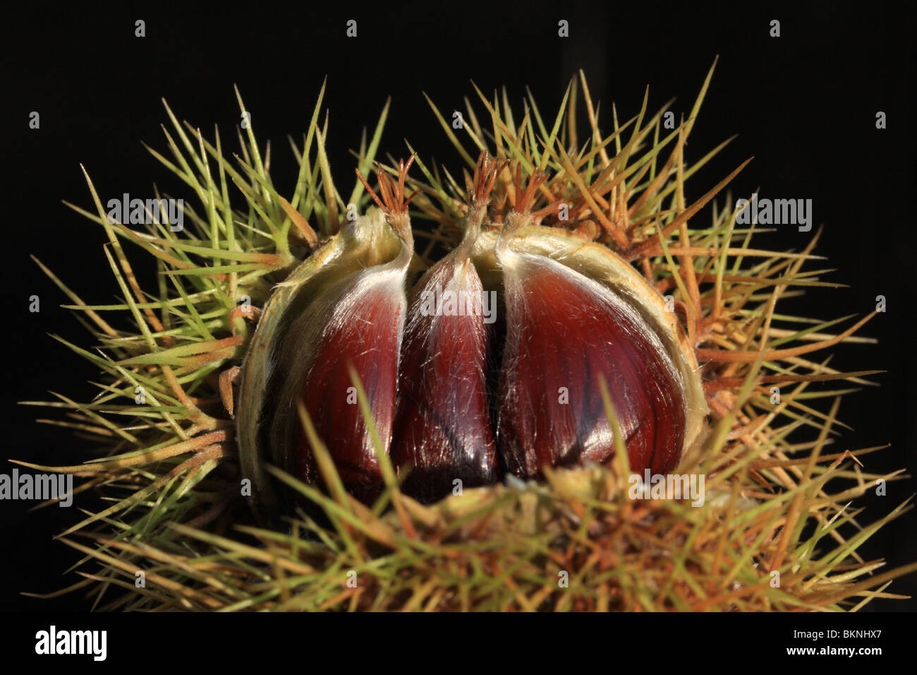 The fruit of the Sweet Chestnut Stock Photo - Alamy