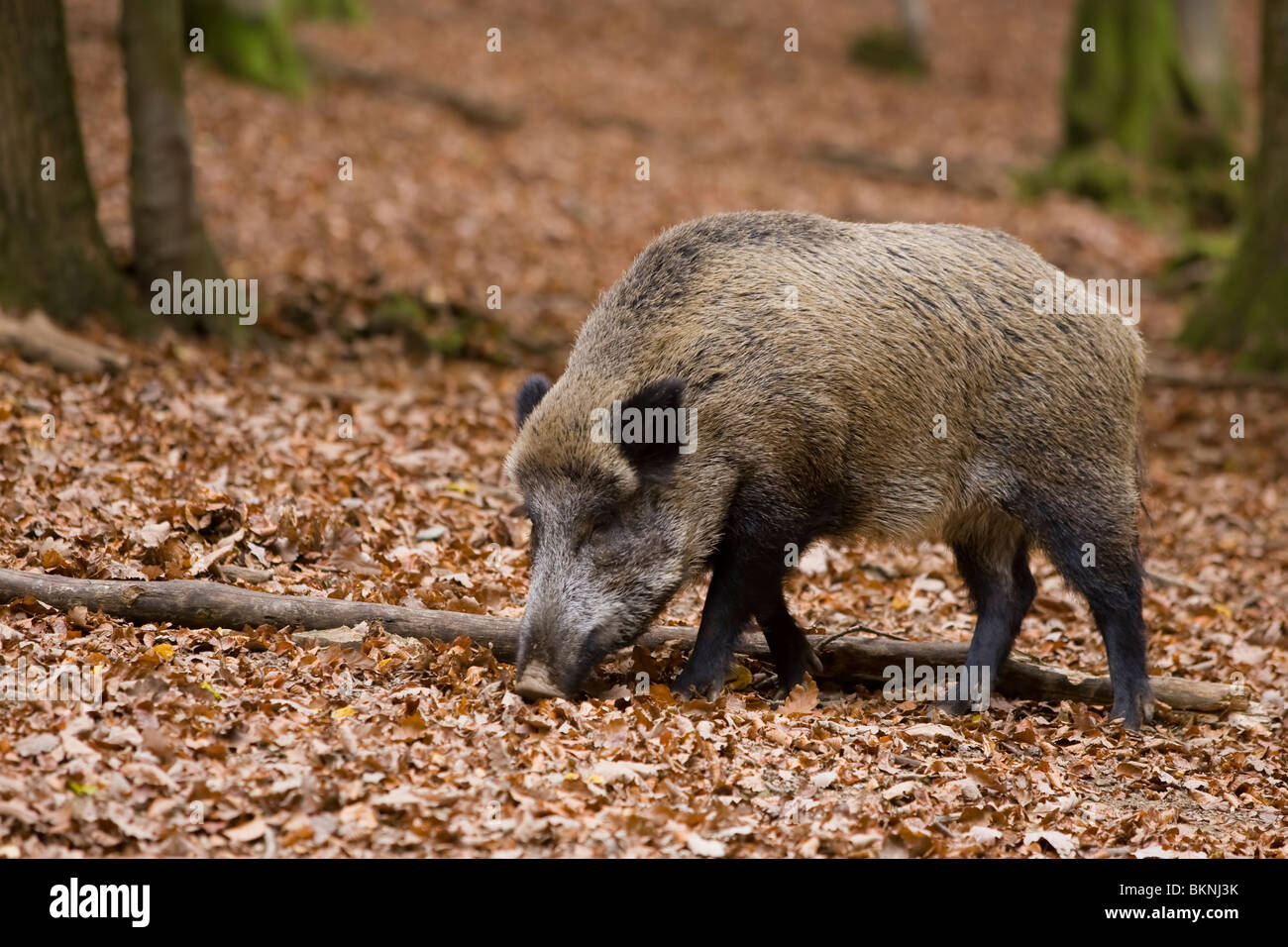 Varken zwijn hi-res stock photography and images - Alamy