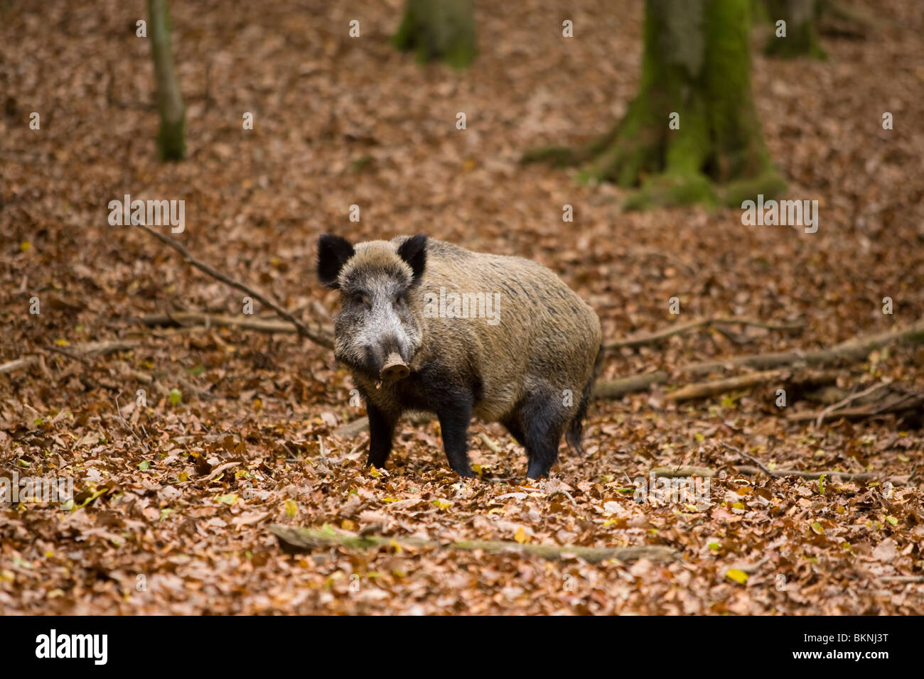 Varken zwijn hi-res stock photography and images - Alamy