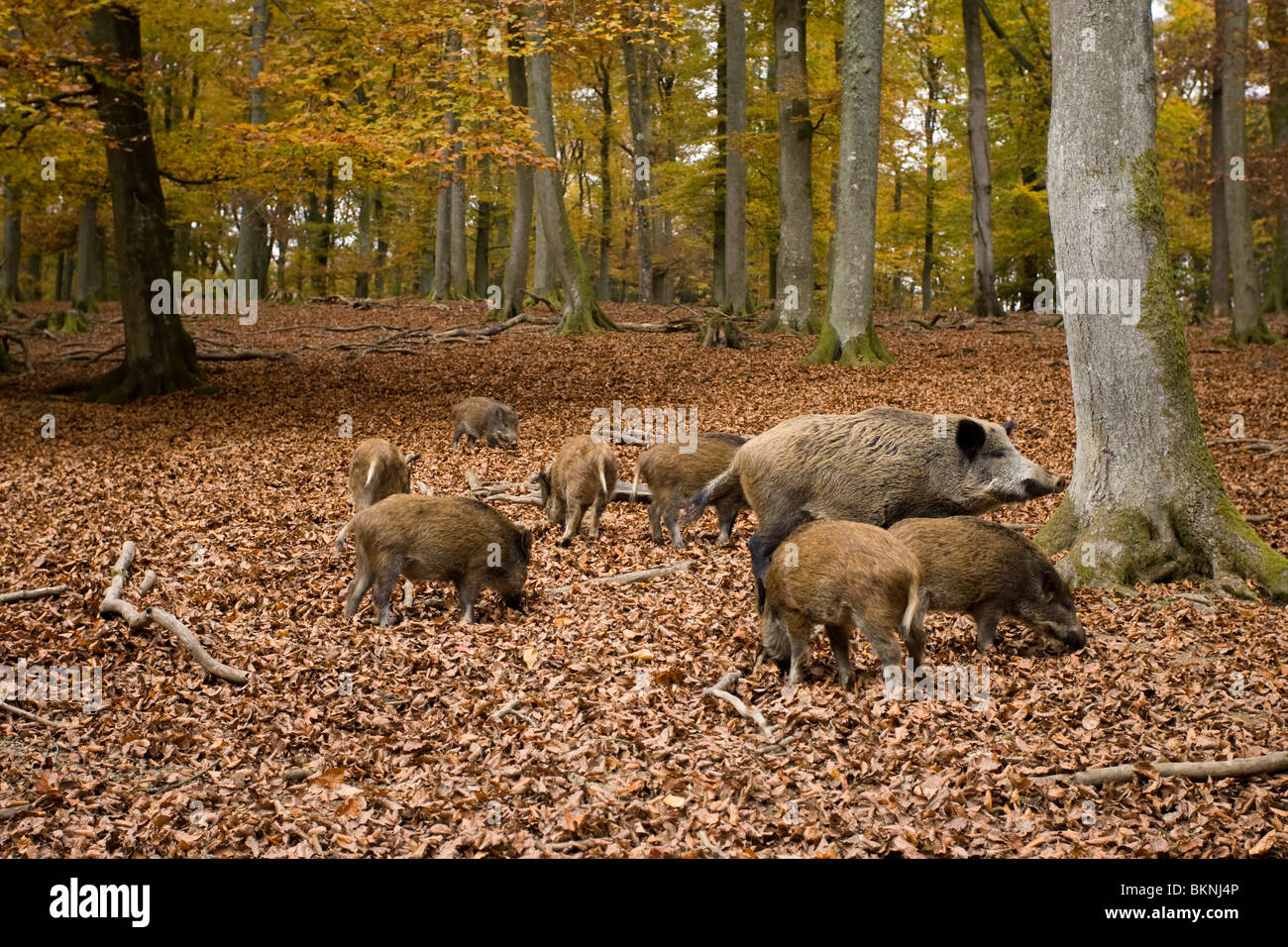 Everzwijn High Resolution Stock Photography and Images - Alamy