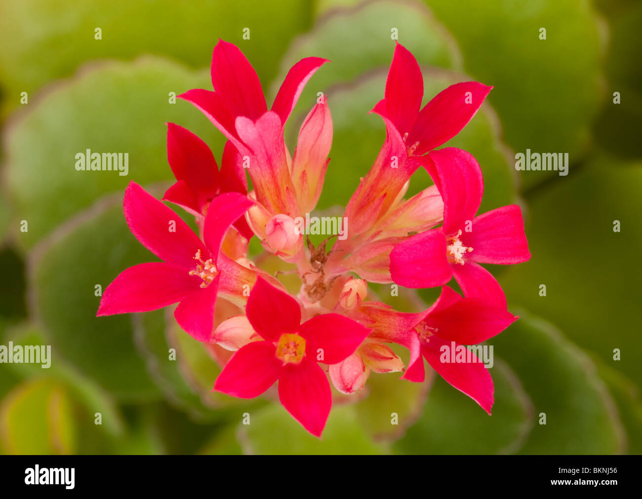Detail of a very small flower on a house plant Stock Photo - Alamy