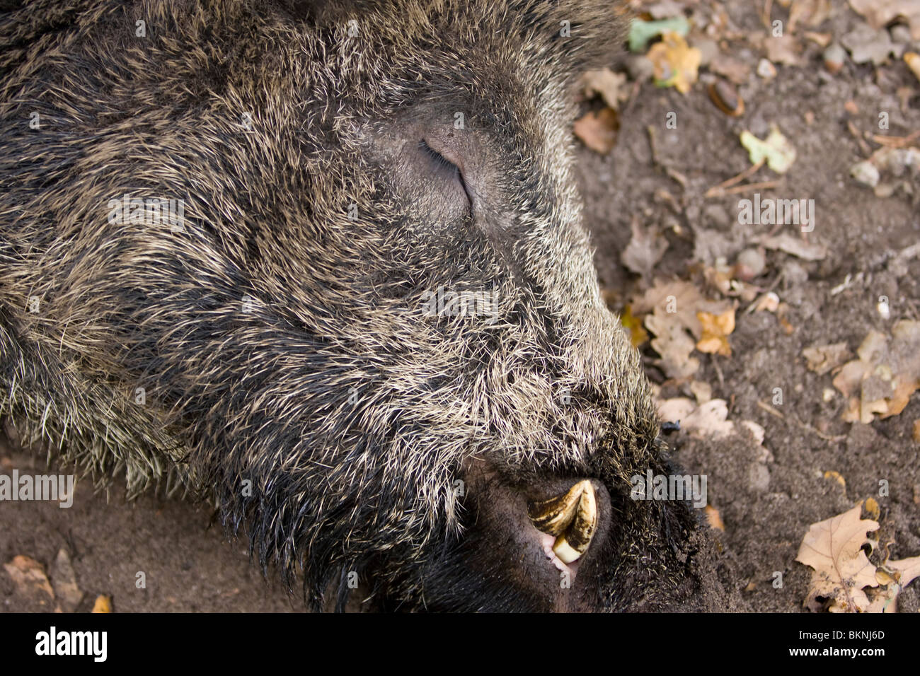 Everzwijn, Wild Boar, Sus scrofa Stock Photo - Alamy