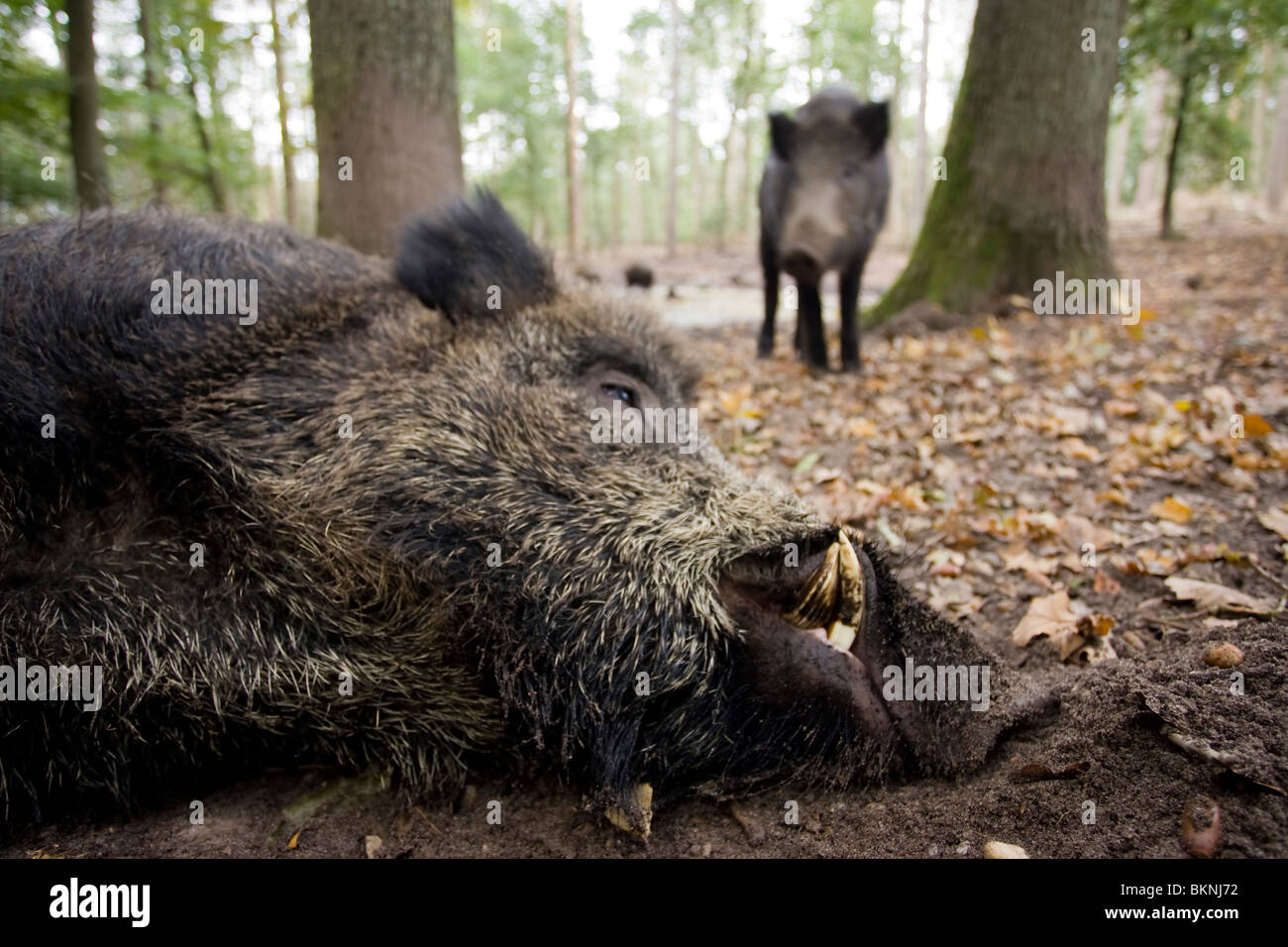 Everzwijn hi-res stock photography and images - Alamy