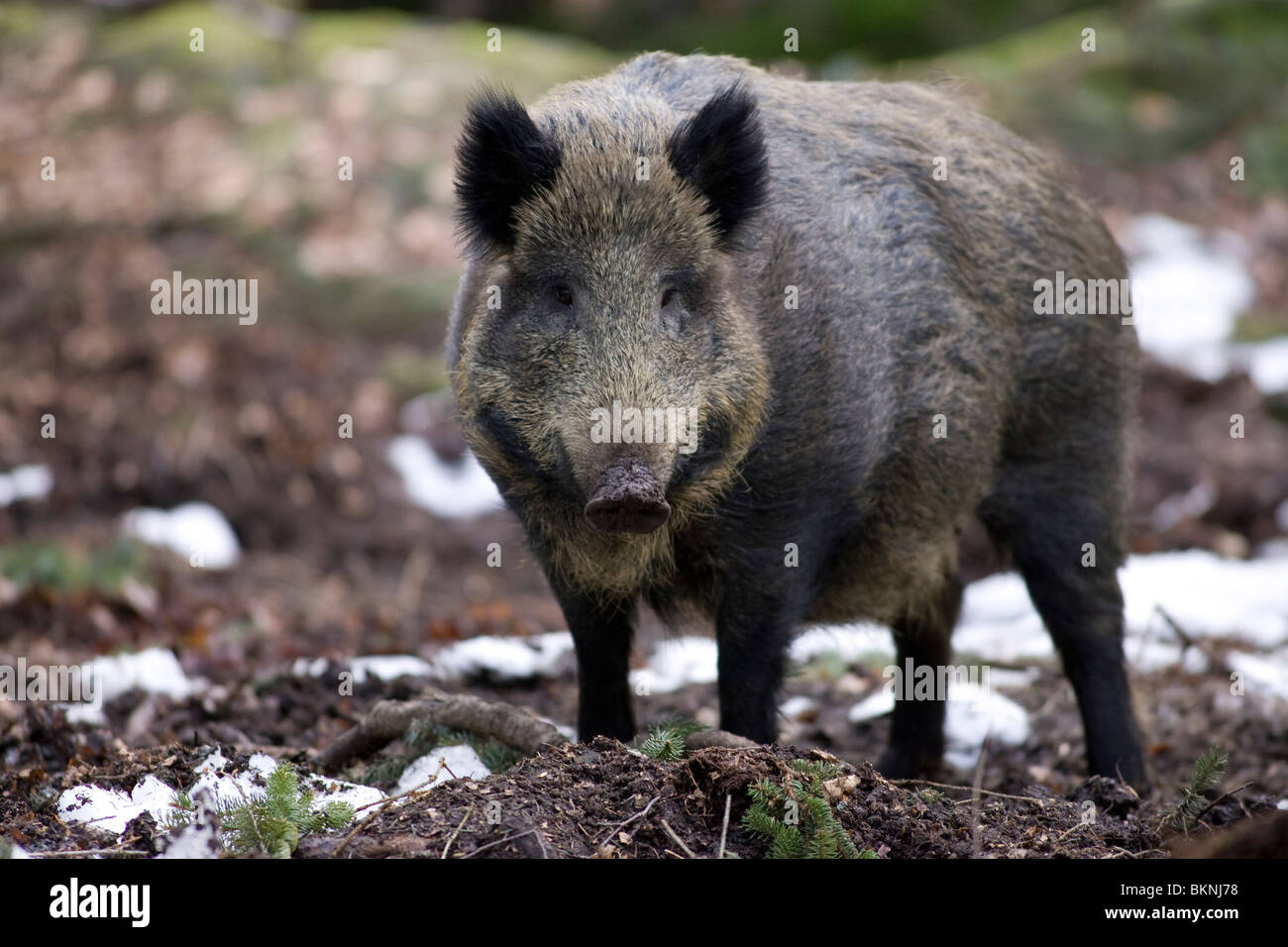 Everzwijn hi-res stock photography and images - Alamy