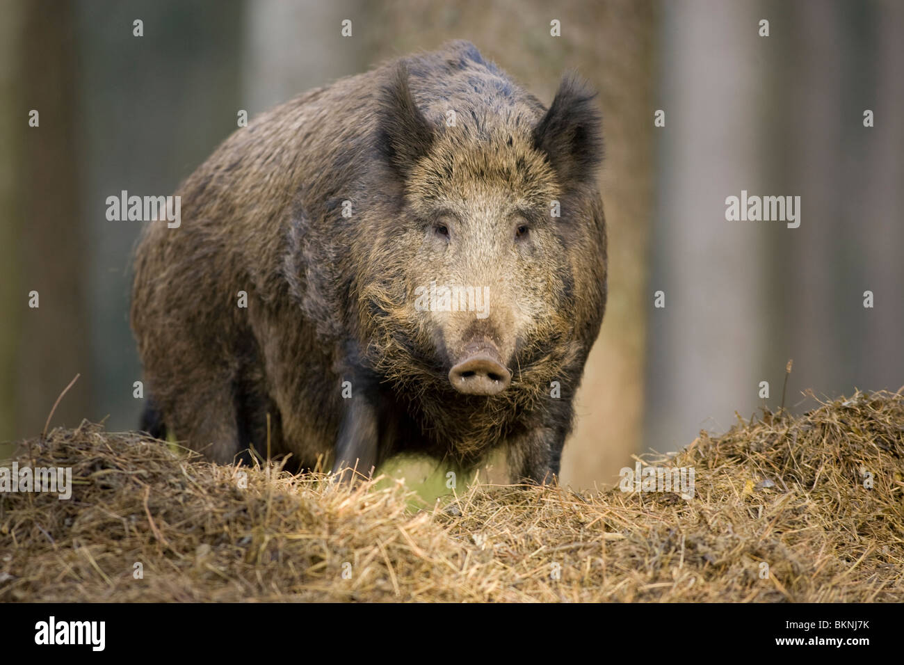 Wild Boar (Sus scrofa Stock Photo - Alamy