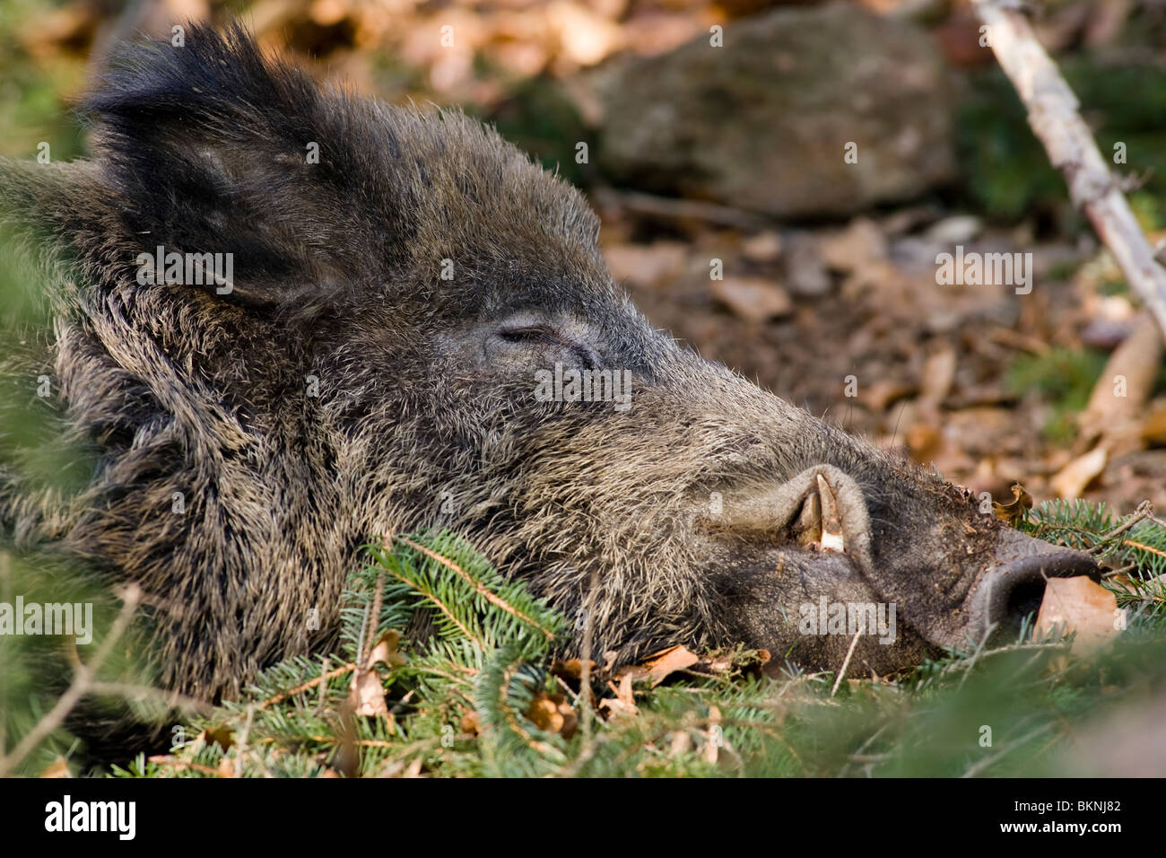 Varken zwijn hi-res stock photography and images - Alamy