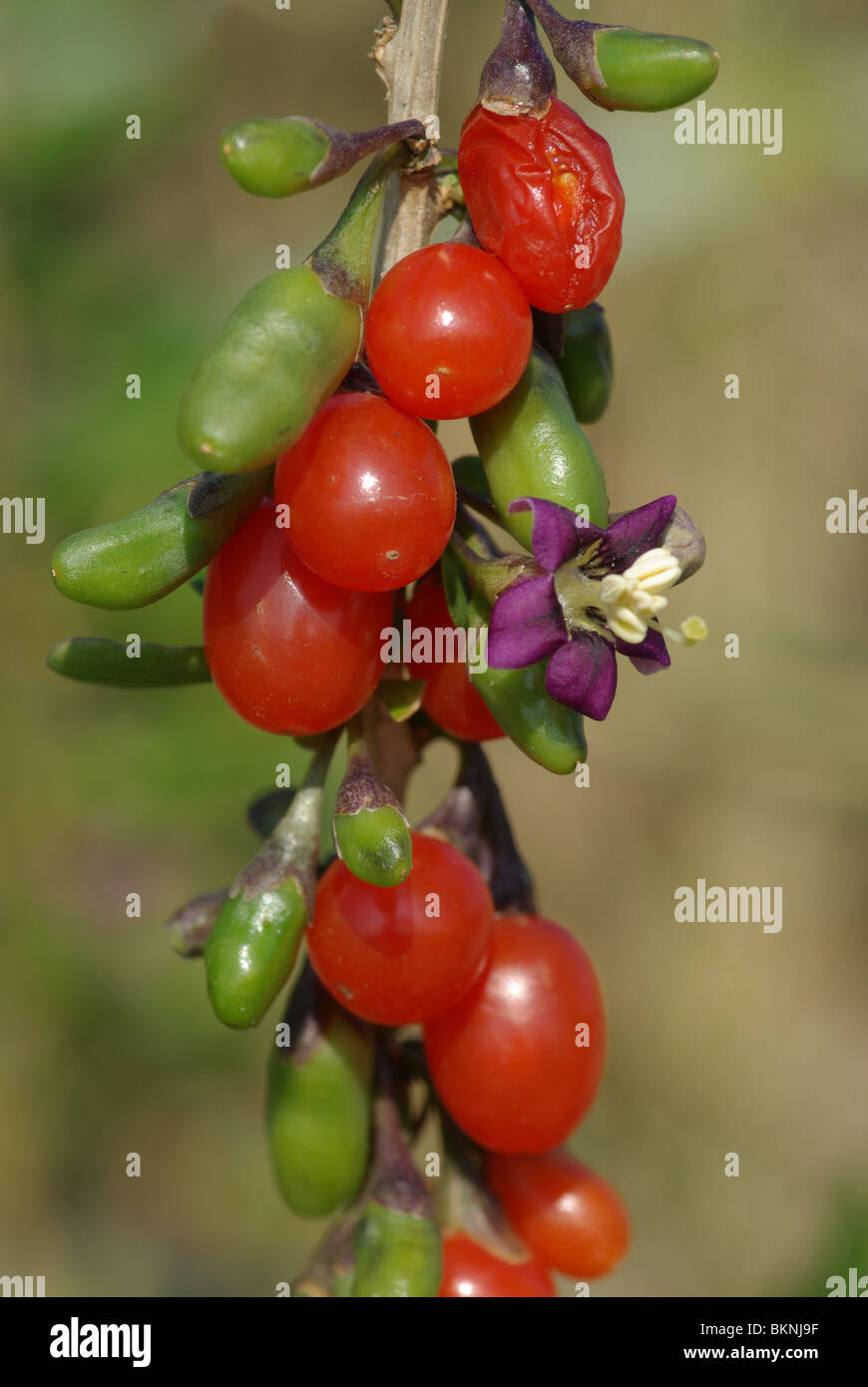 Rode bessen hi-res stock photography and images - Alamy