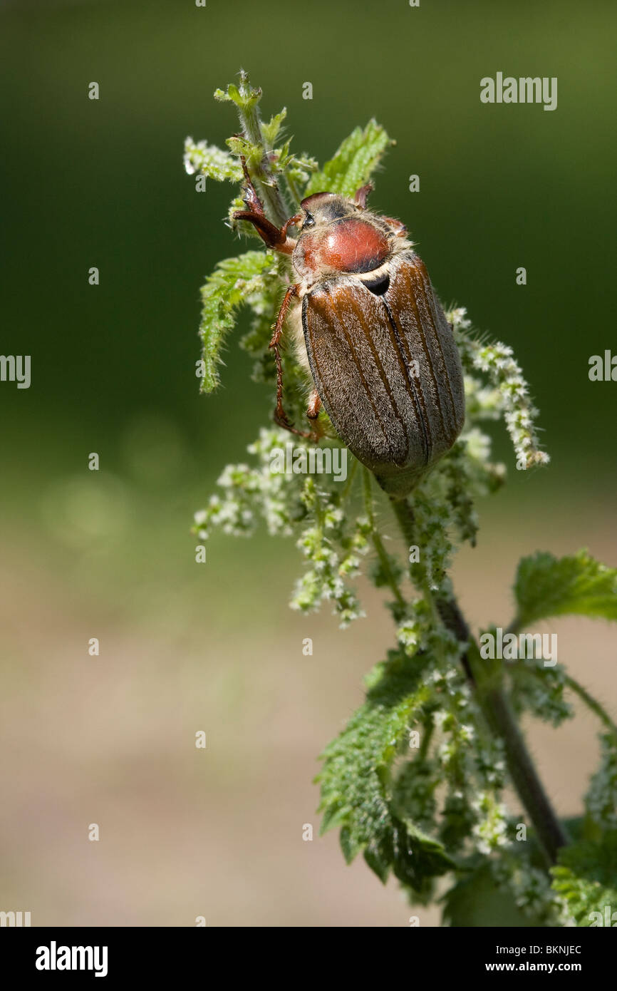 Staande opname Meikever Stock Photo - Alamy