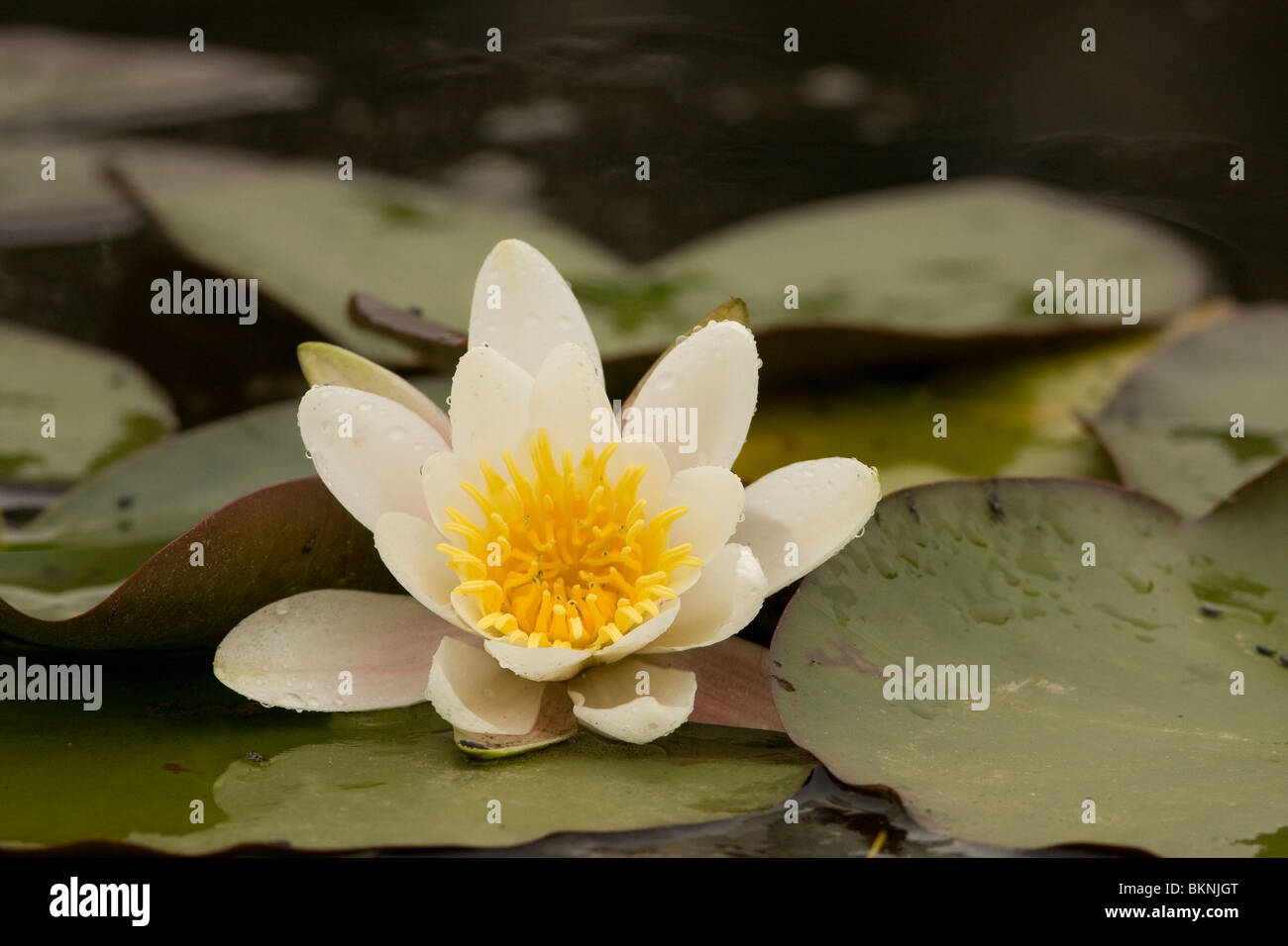 Waterlelie hi-res stock photography and images - Alamy