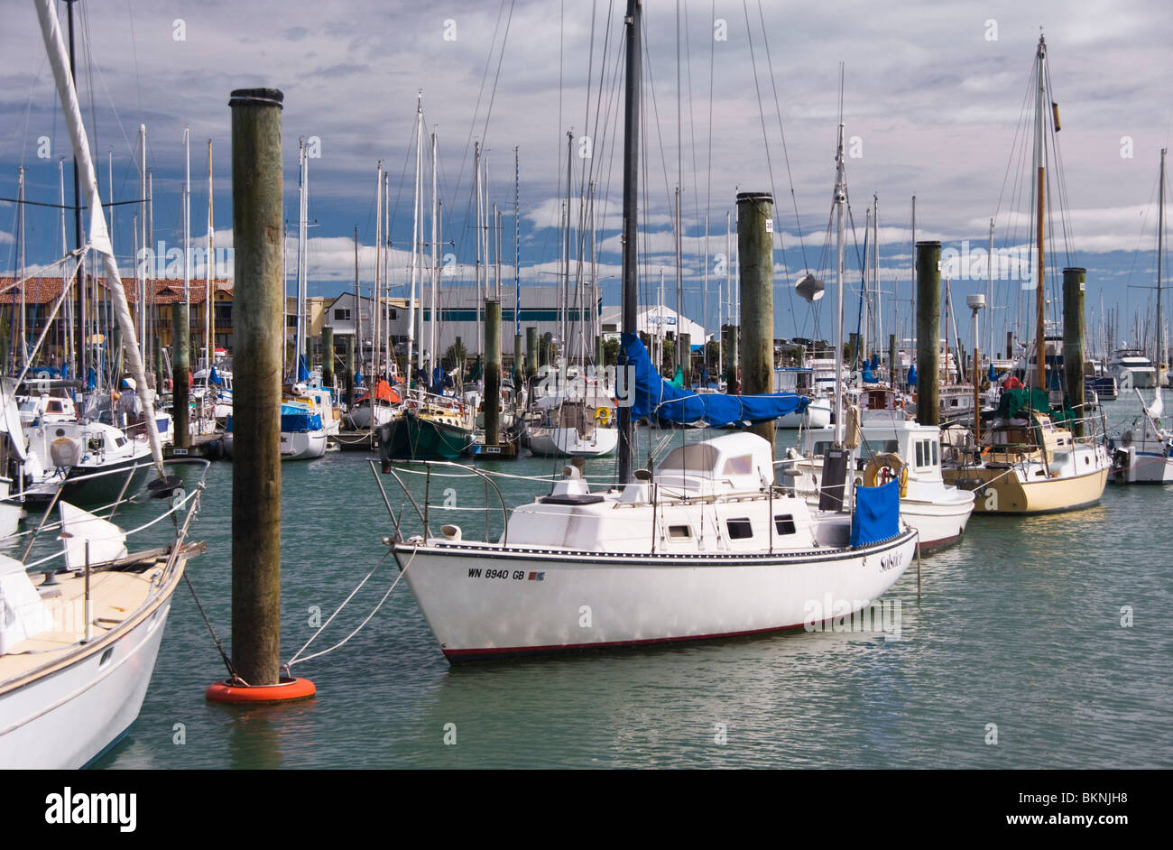 Yachts and motor launches moored in a marina, Nelson, New Zealand Stock ...