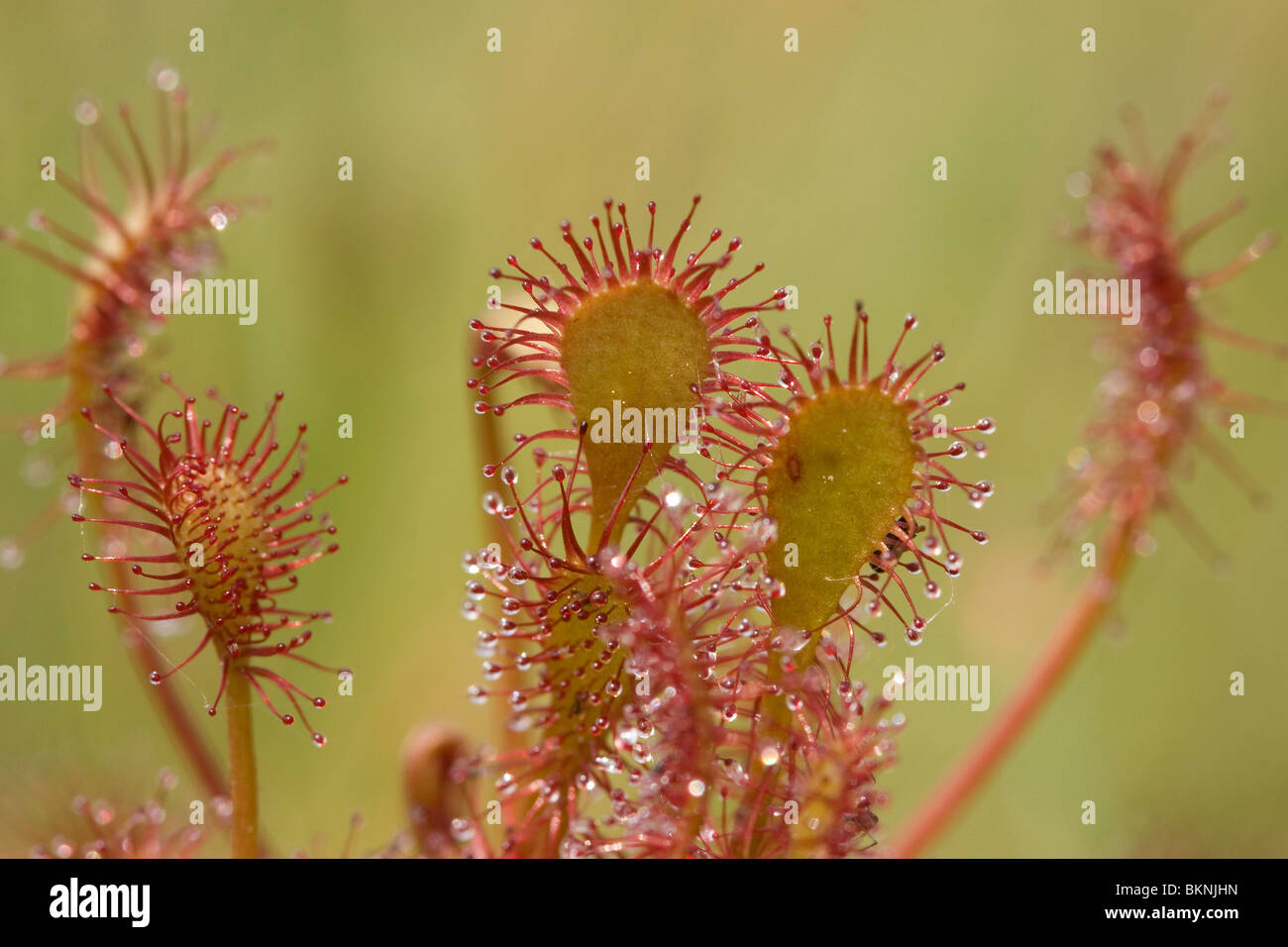Kleine Zonnedauw; Spatulate-leaved Sundew Stock Photo - Alamy