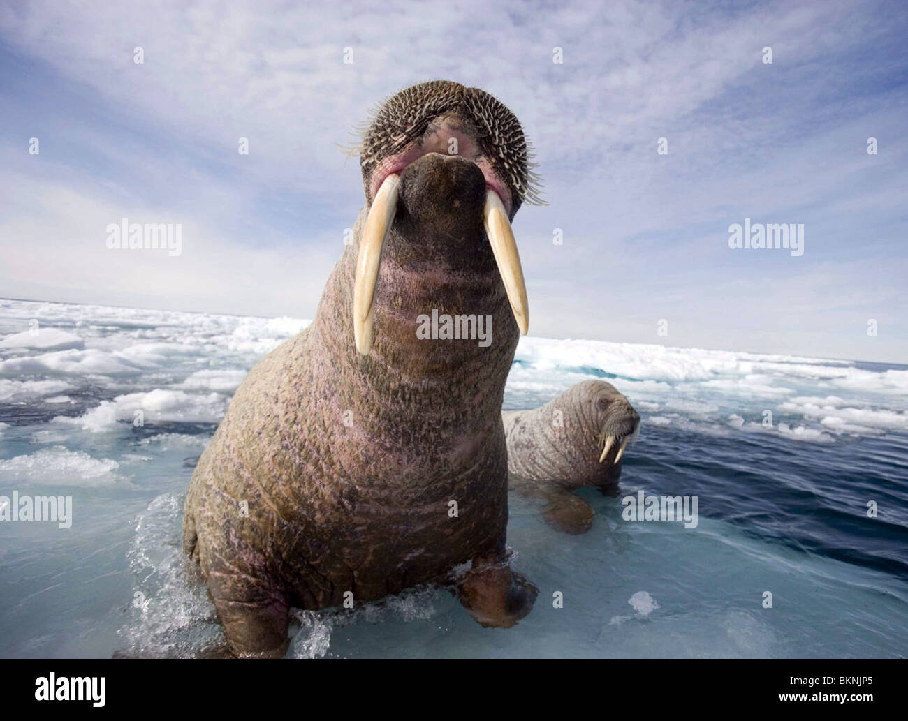 Arti hi-res stock photography and images - Alamy