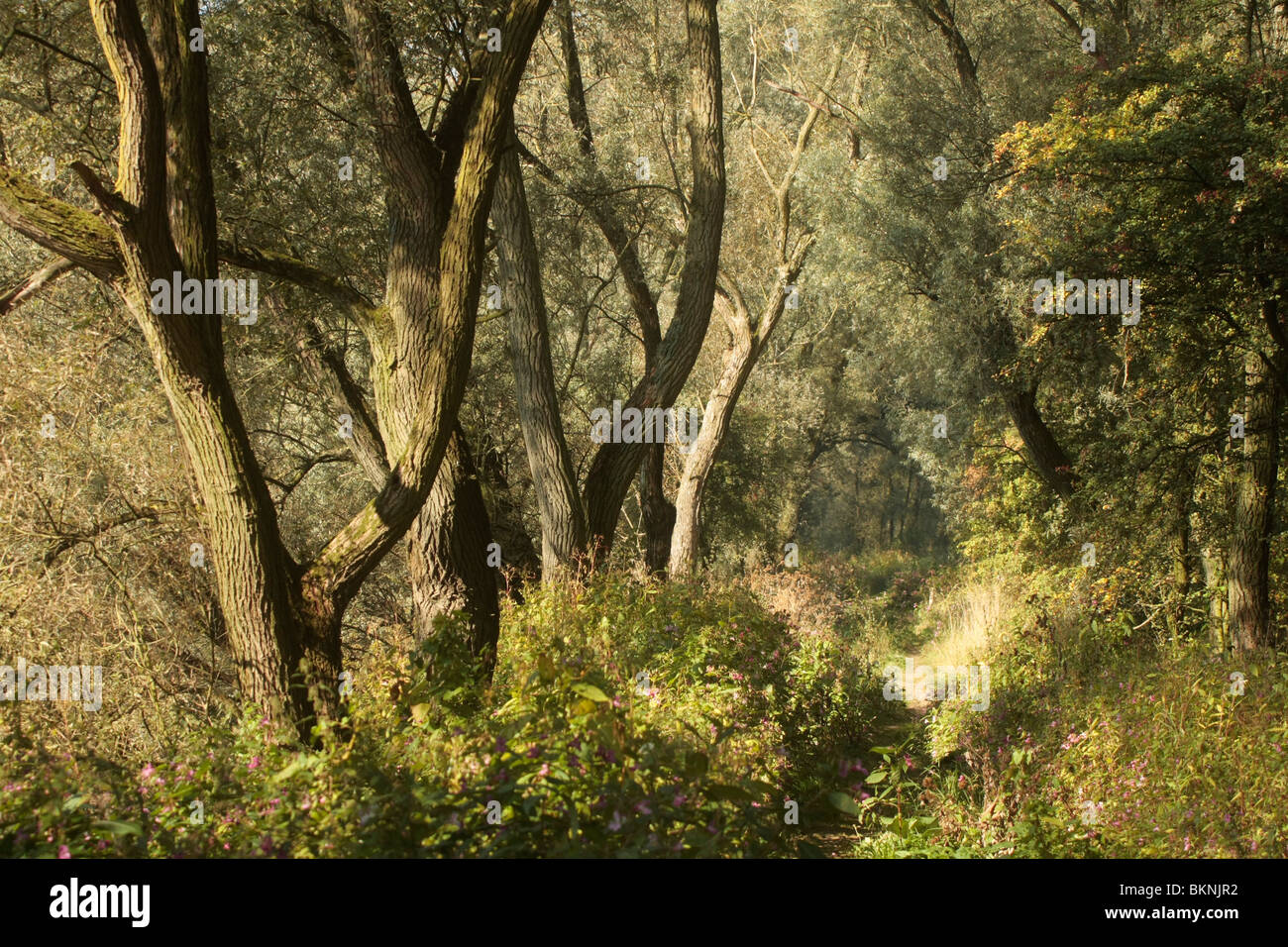 Wandelpad door een ooibos; Walking path through a Willow forest Stock ...