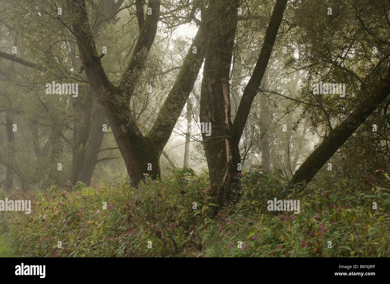 Wilgen in een ooibos bij optrekkende mist hi-res stock photography and ...