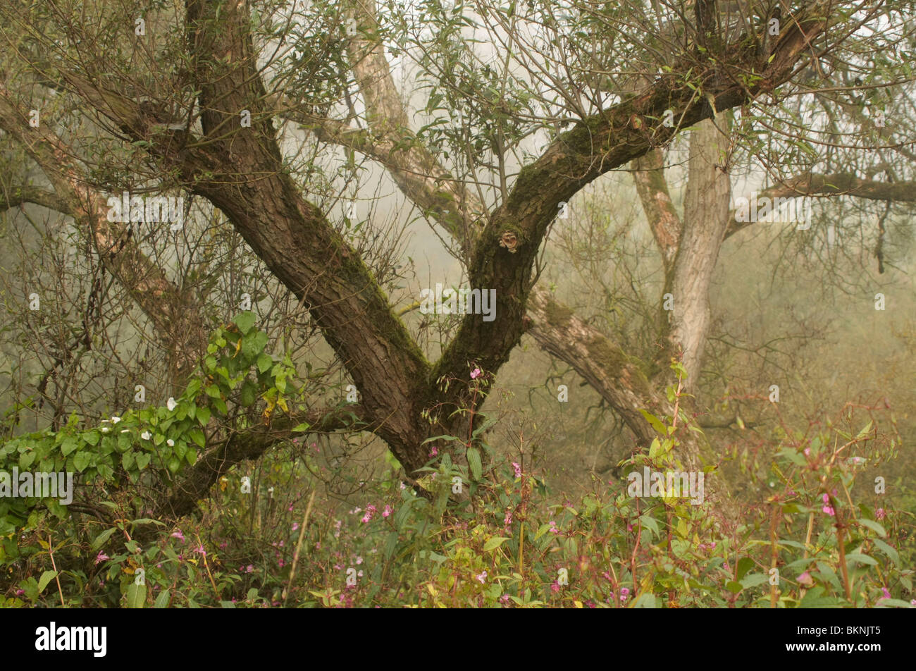 Wilgen in een ooibos bij optrekkende mist hi-res stock photography and ...