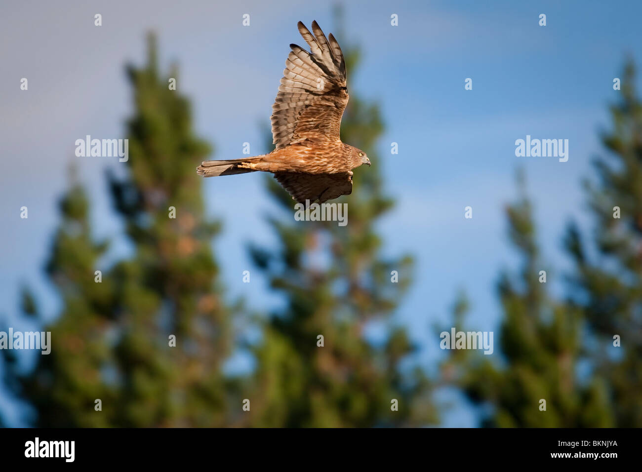 Harrier Hawk, Kahu (Circus approximans) in flight in Canterbury New ...
