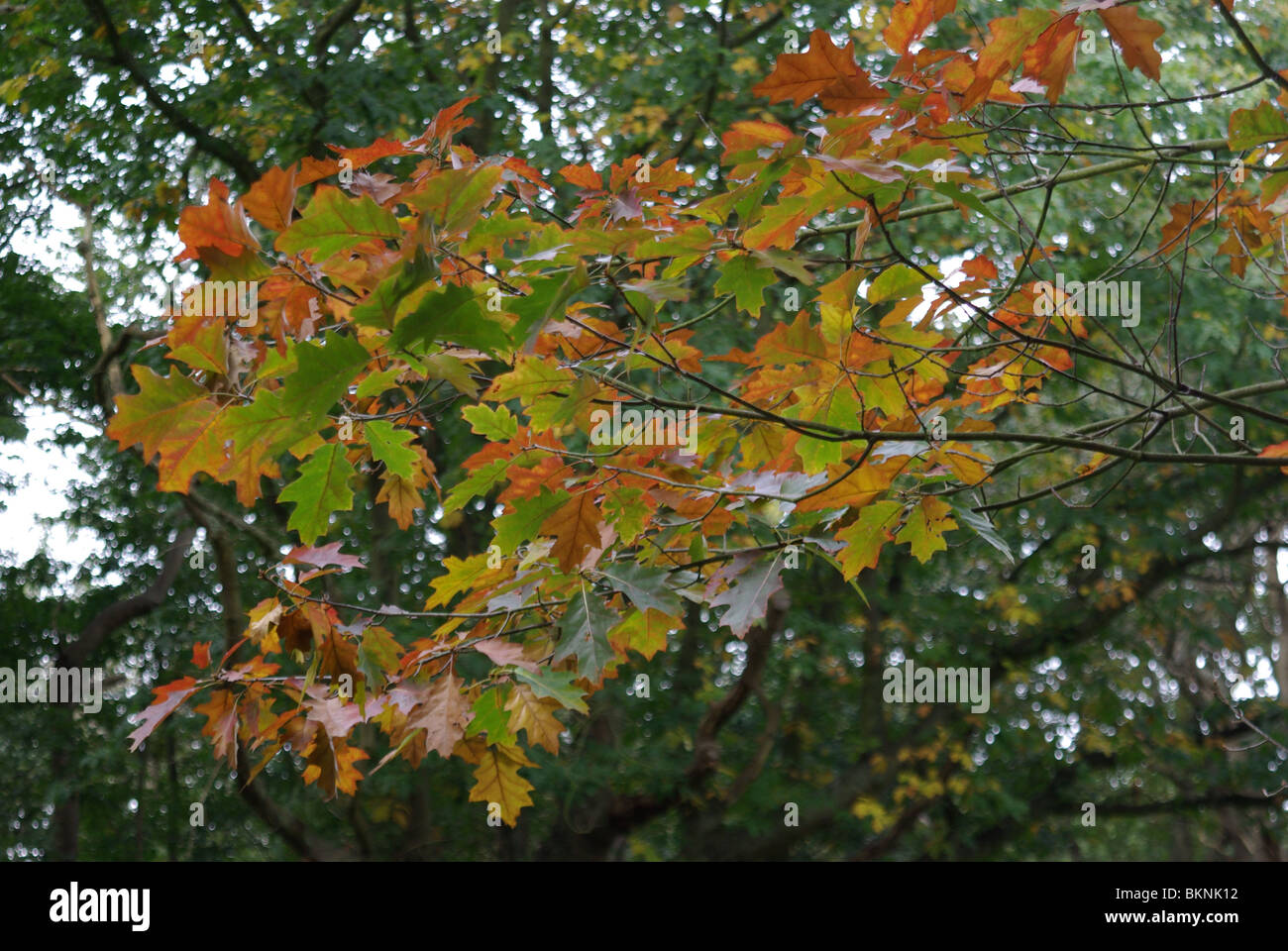 Eik hi-res stock photography and images - Alamy