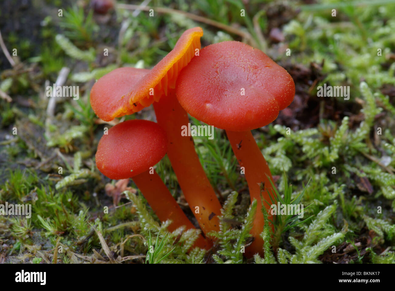 Gewoon Vuurzwammetje; Hygrocybe miniata; Vermilion Waxcap Stock Photo ...