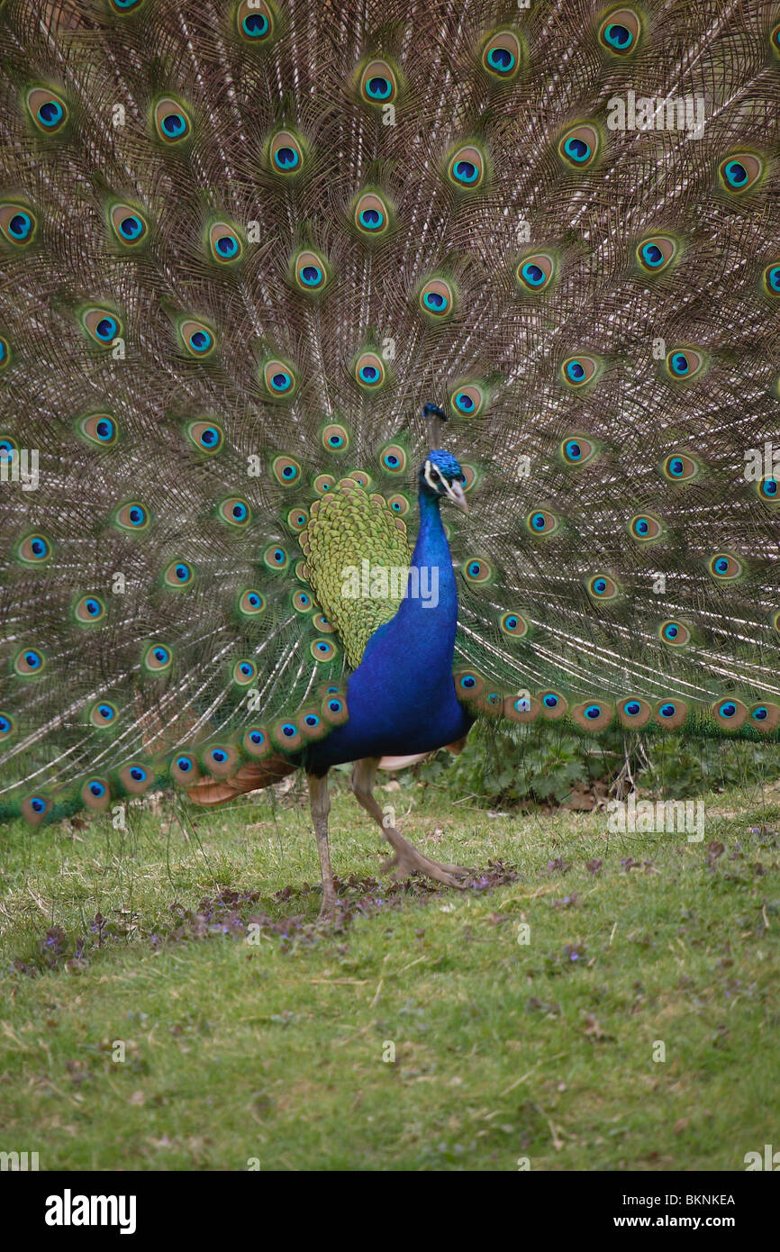 Peacock show hi-res stock photography and images - Alamy