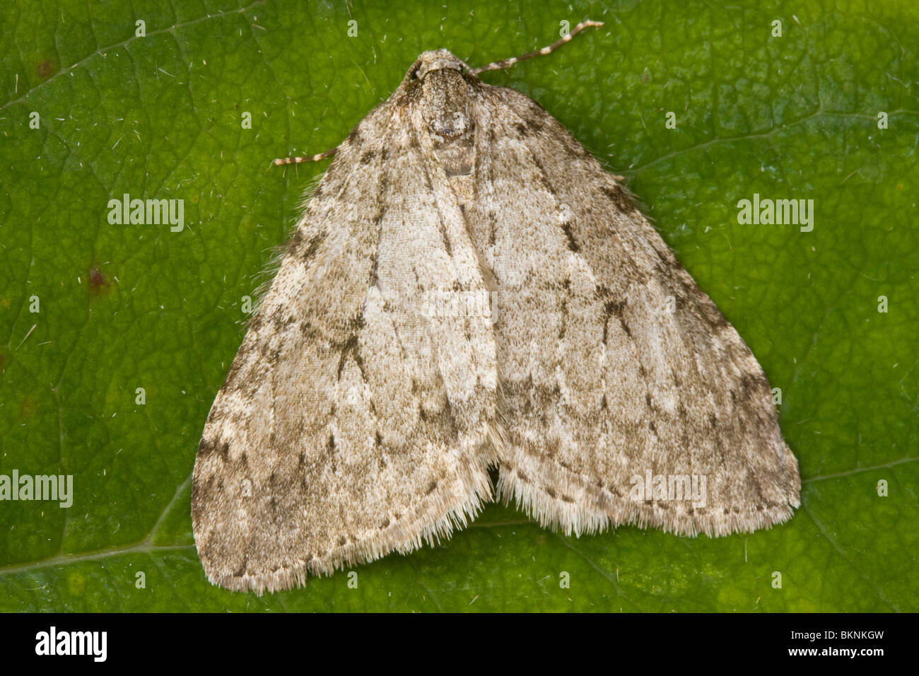 Male November Moth (Epirrita dilutata) resting on a green leaf Stock ...