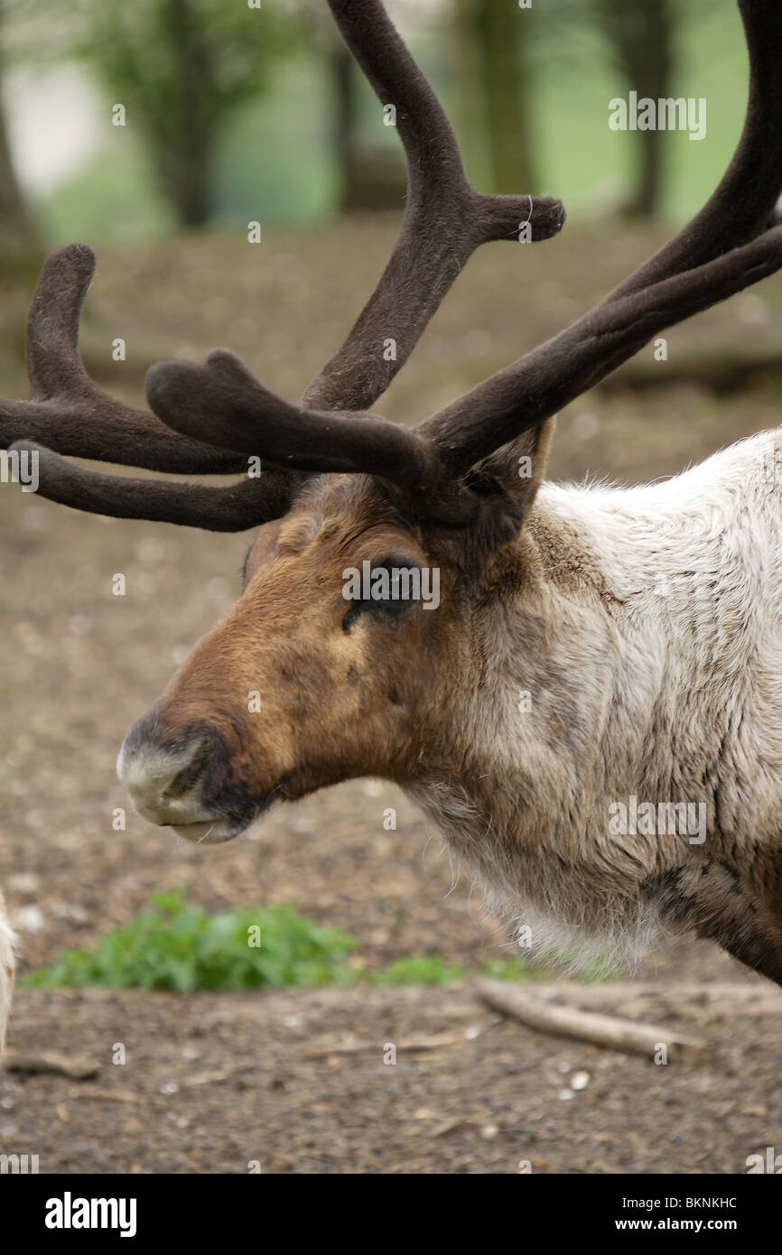 Rudolph antlers hi-res stock photography and images - Alamy