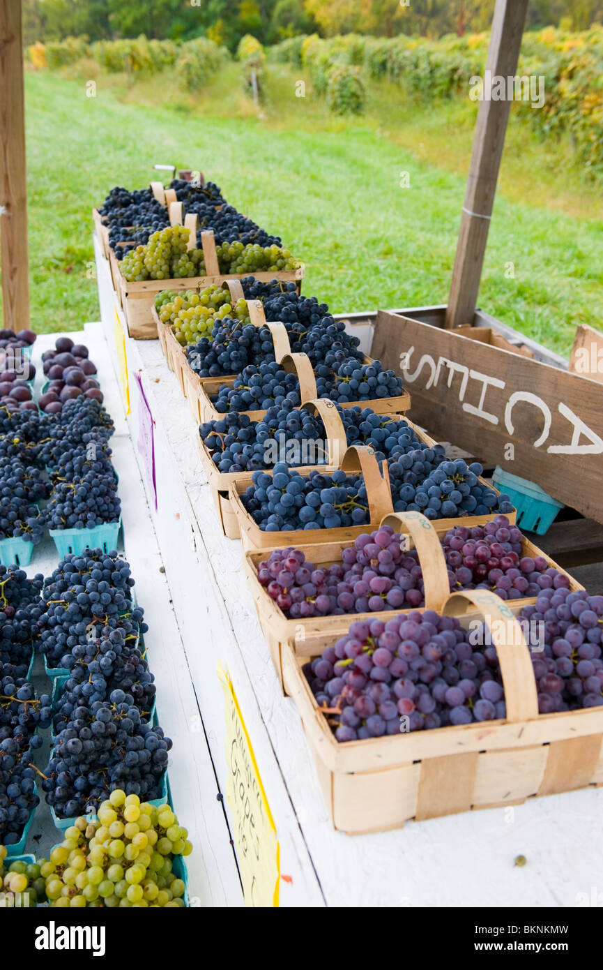 Grapes for sale at Roadside Stand in Finger Lakes Region New York Stock ...