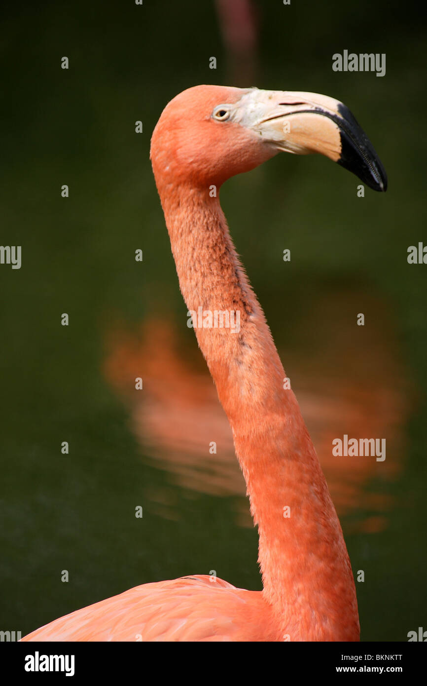 Thin long beak hi-res stock photography and images - Alamy