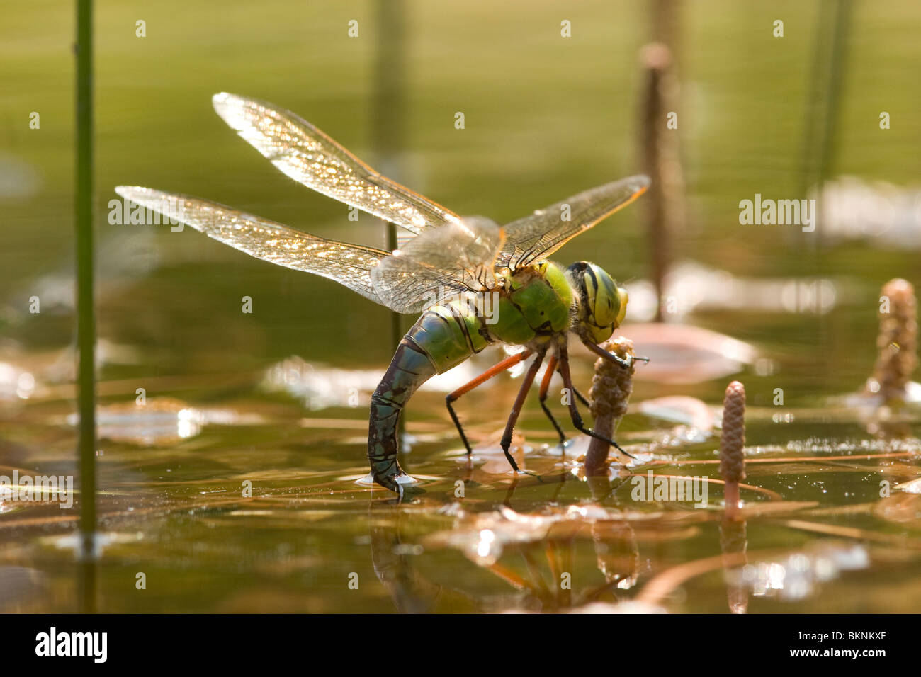 female emperor dragonfly egg depositing Stock Photo - Alamy
