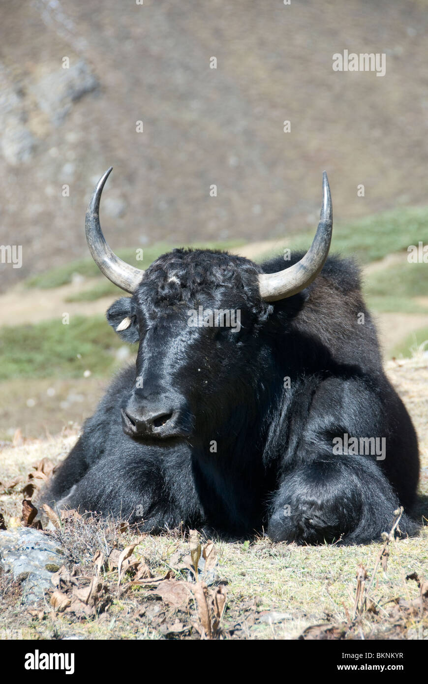 Ledar near Manang Annapurna Circuit, Nepal Stock Photo - Alamy