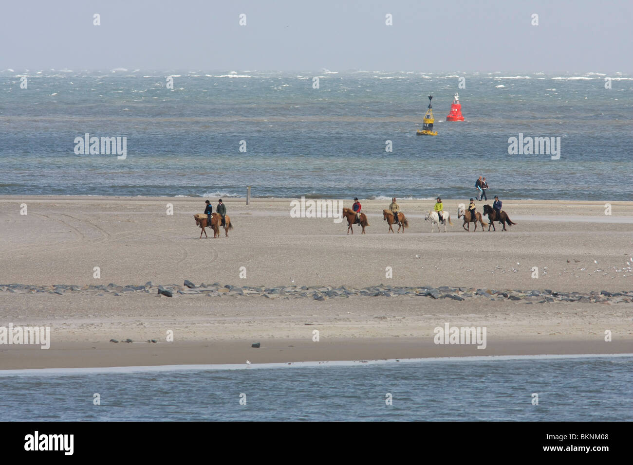 Ponies op de uiterste oostpunt van Vlieland Stock Photo - Alamy