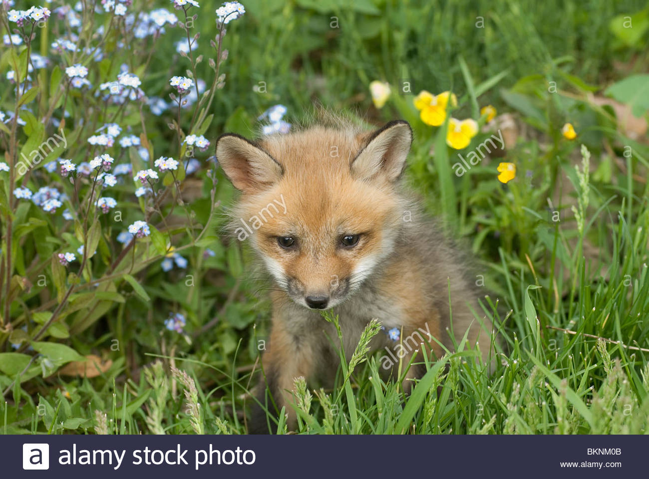 Fox Hunted Stock Photos & Fox Hunted Stock Images - Alamy