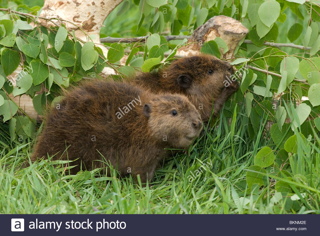 Beaver Eating Stock Photos & Beaver Eating Stock Images - Alamy