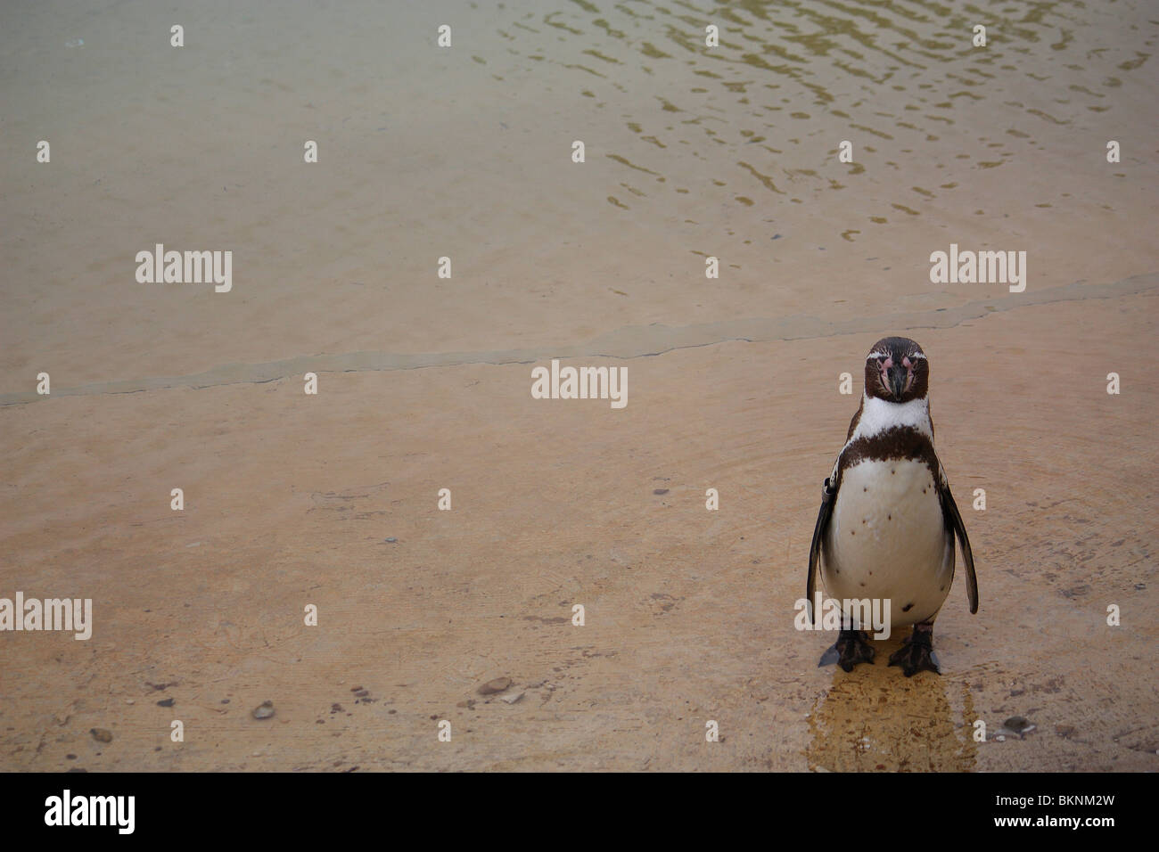 Humboldt penguin uk hi-res stock photography and images - Alamy