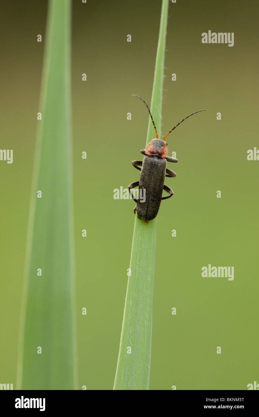 Zwart soldaatje; Cantharis rustica Stock Photo - Alamy